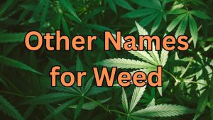 Other Names for Weed (Popular Terms To Know)