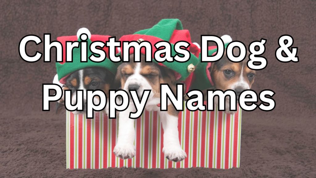 250+ Christmas Dog & Puppy Names (Cute, Unique, Festive, and More!)